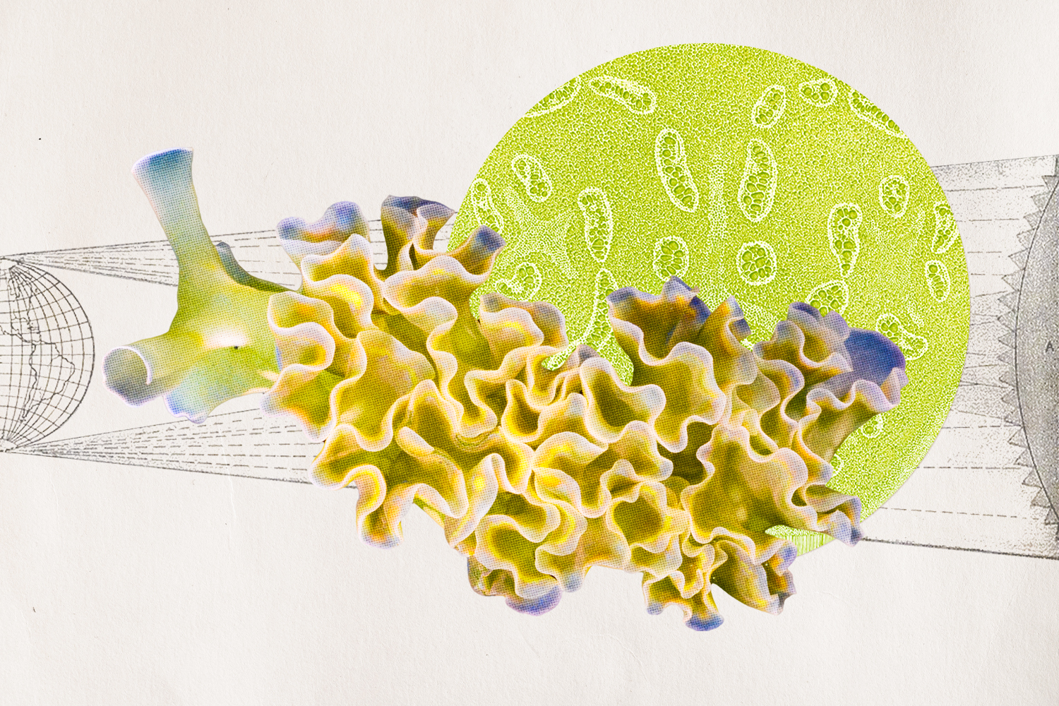 These sea slugs can 'eat' sunlight—but they're no astrophage. Here's ...