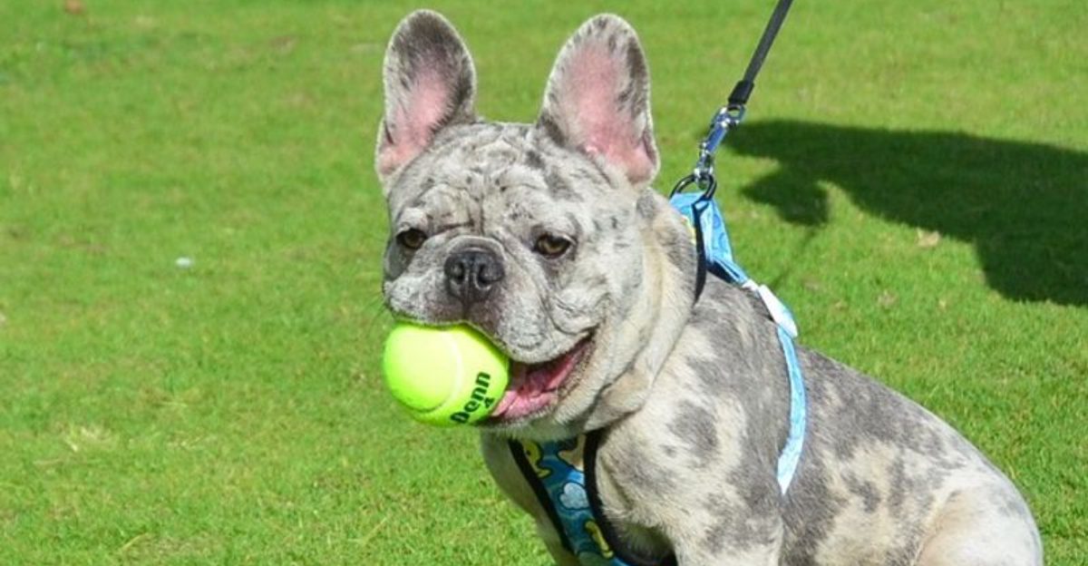 16 dog breeds that act completely different on pet cameras than they do ...