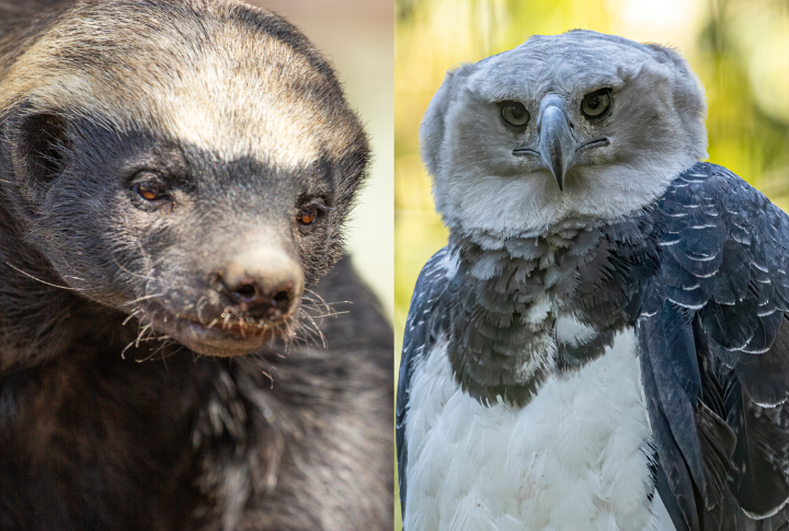 10 animals that could take down a honey badger