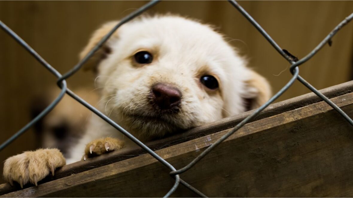 Five puppies dead after dogs left in freezing temperatures—petition ...