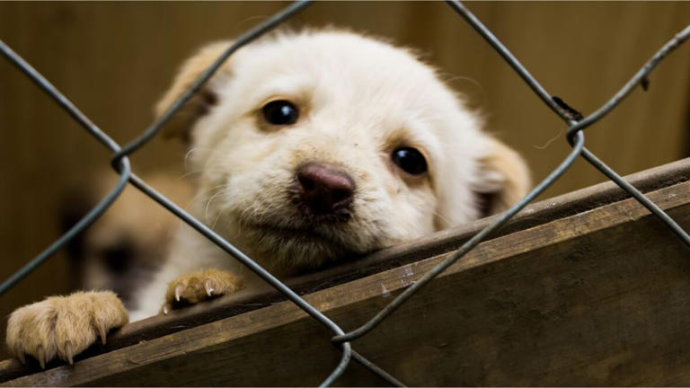 Five puppies dead after dogs left in freezing temperatures—petition ...