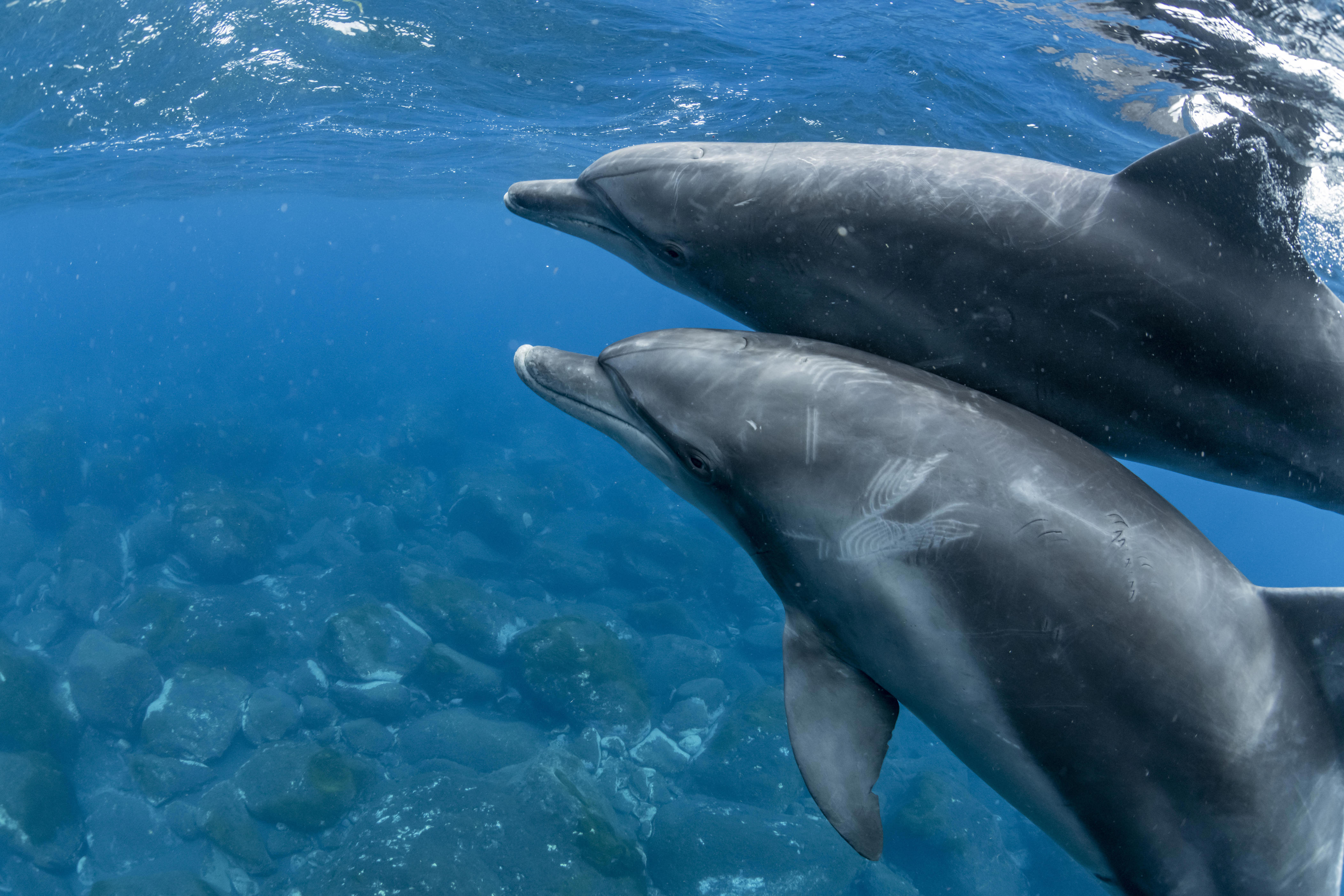 Dolphins swim alongside Florida officer on Riverwalk patrol
