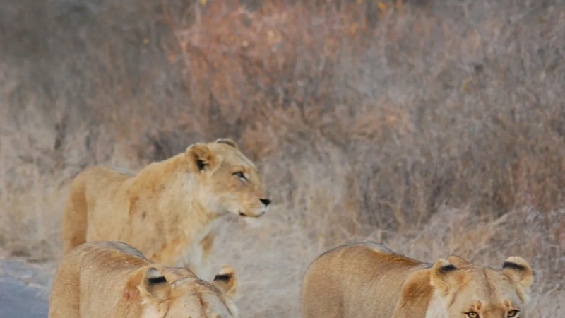 Alarming decline of lion populations in Kruger National Park revealed ...