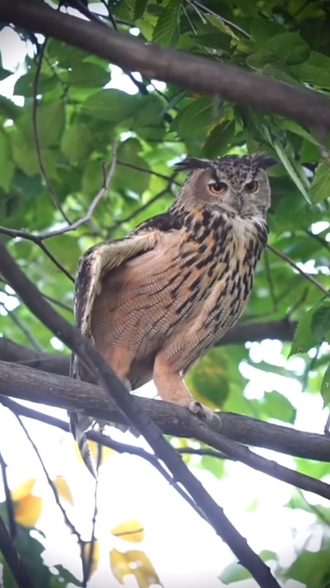Owl insights: What makes these silent hunters so unique