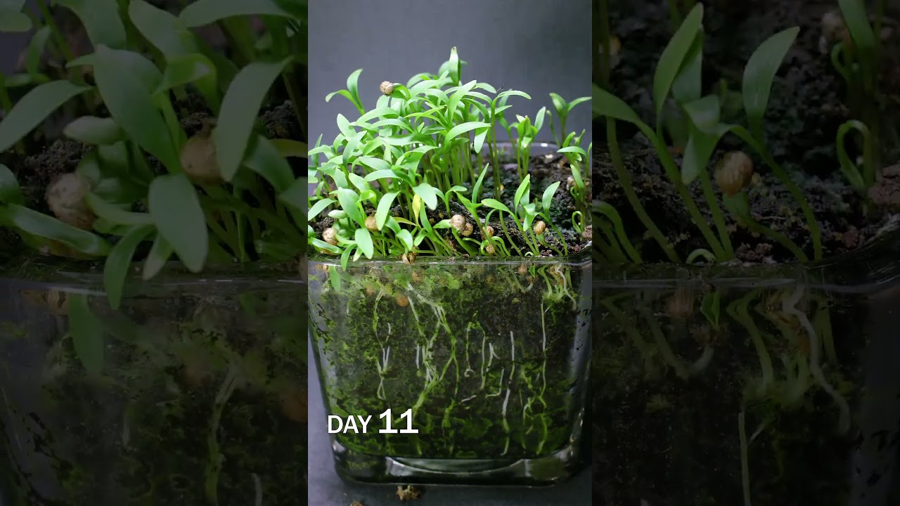 Cilantro microgreens growing time lapse + cucumber sprouting under soil ...
