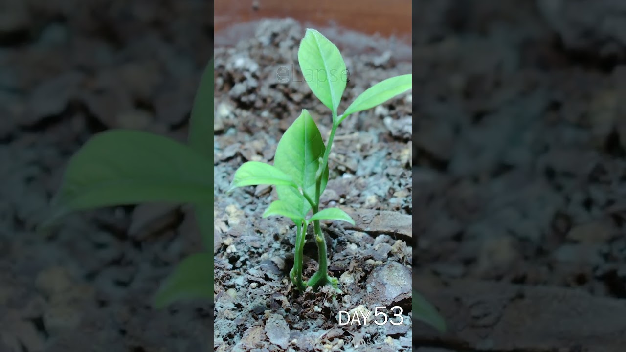 Rambutan seed sprouting time lapse - 95 days in 44 seconds