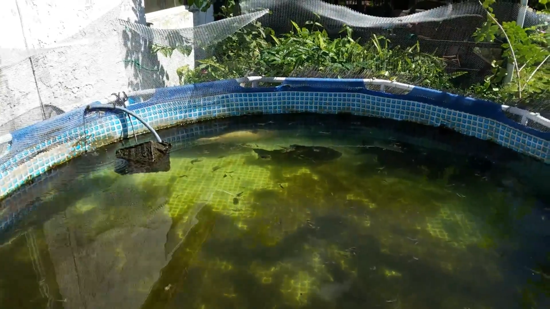 Feeding my pet fish Leviathan from the roof