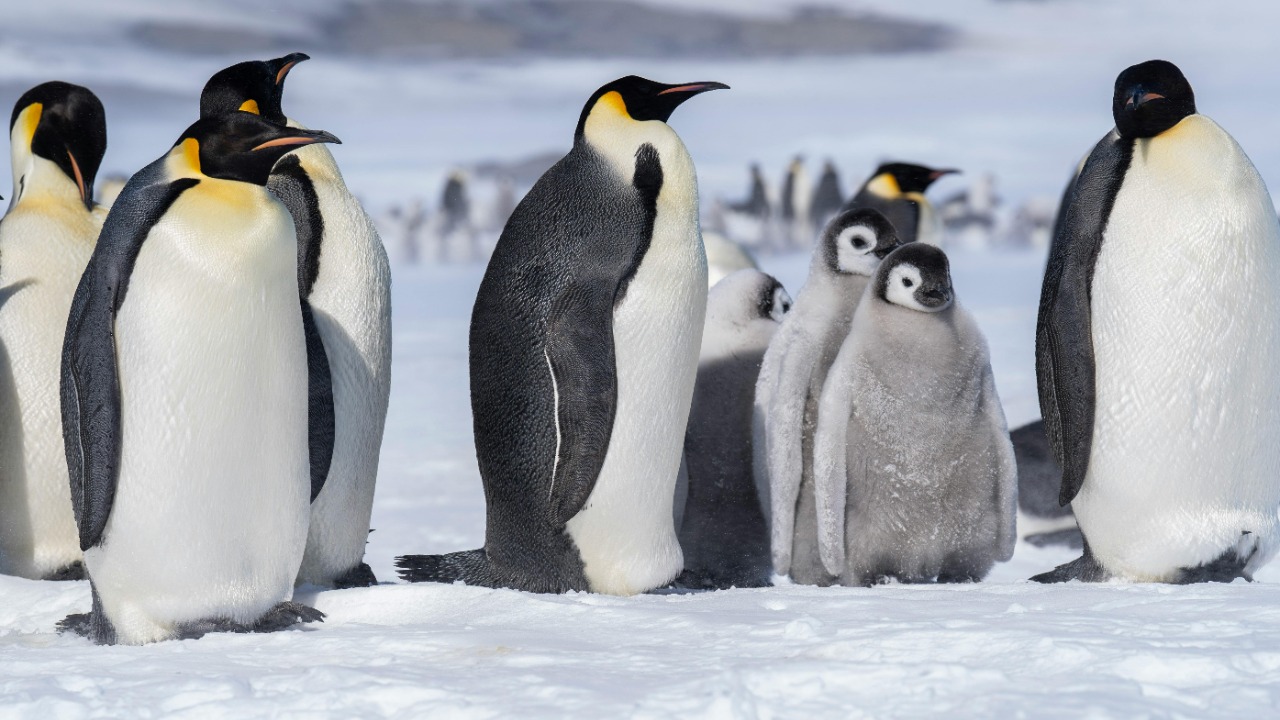 Satellite find shows sea-ice loss can kill emperor penguins during molt