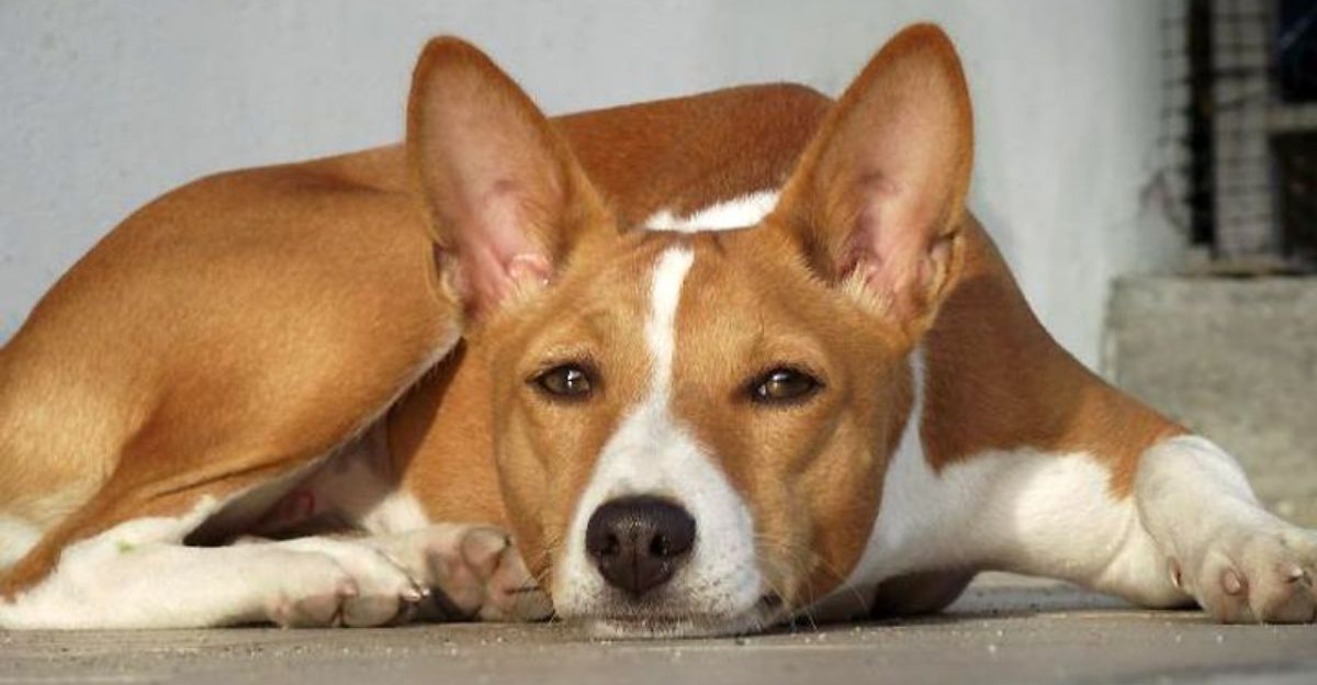 17 dog breeds owners keep misreading until a DNA test changes the whole ...
