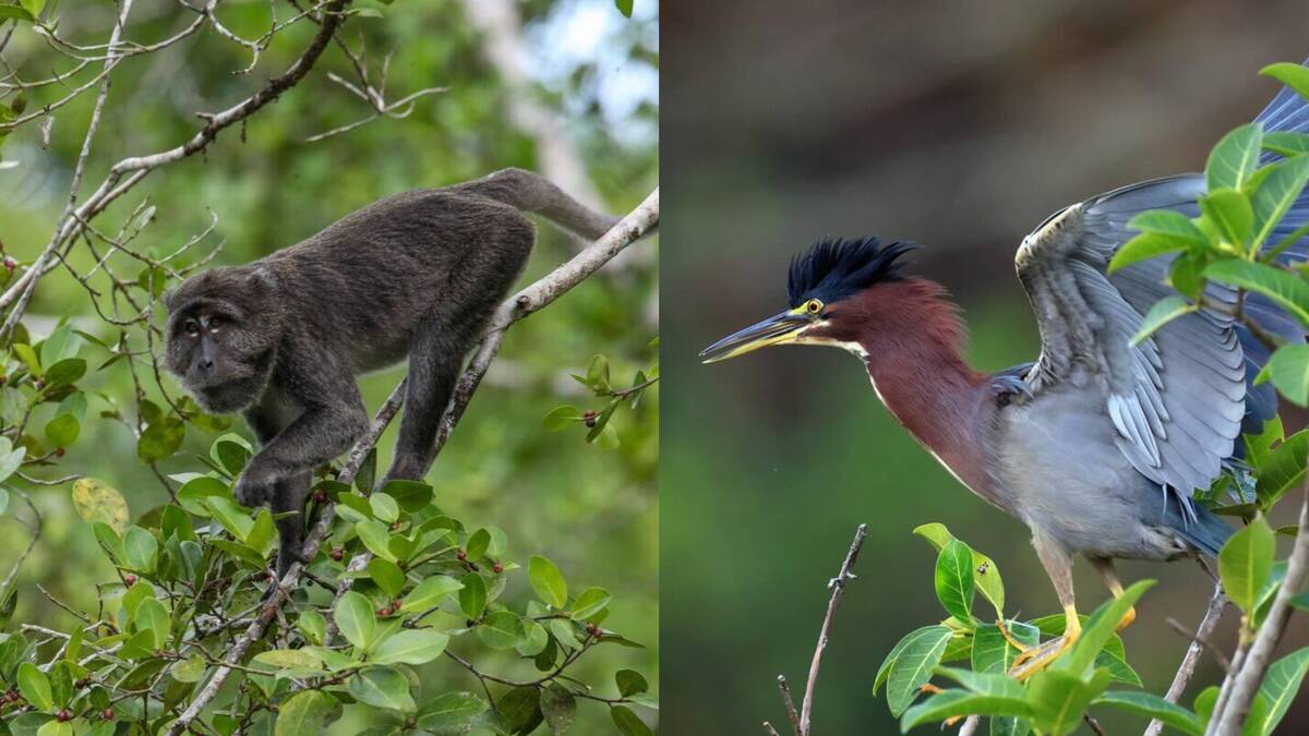 How wild animals use tools to survive
