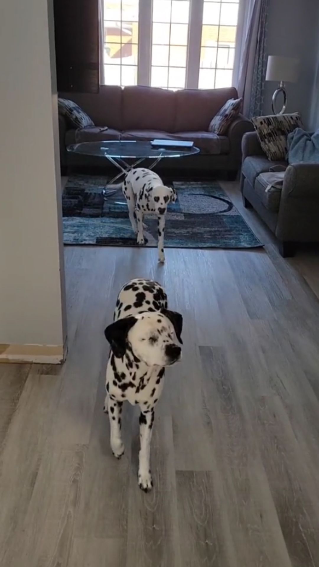 Life lessons from Morla: Why dogs inspire us to stay positive