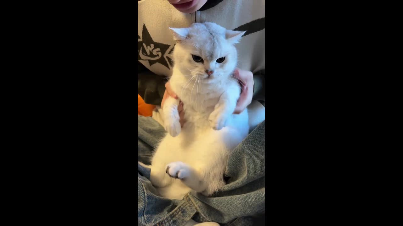 Owner repeatedly nuzzles cat as it makes cute sounds in Zhejiang, China