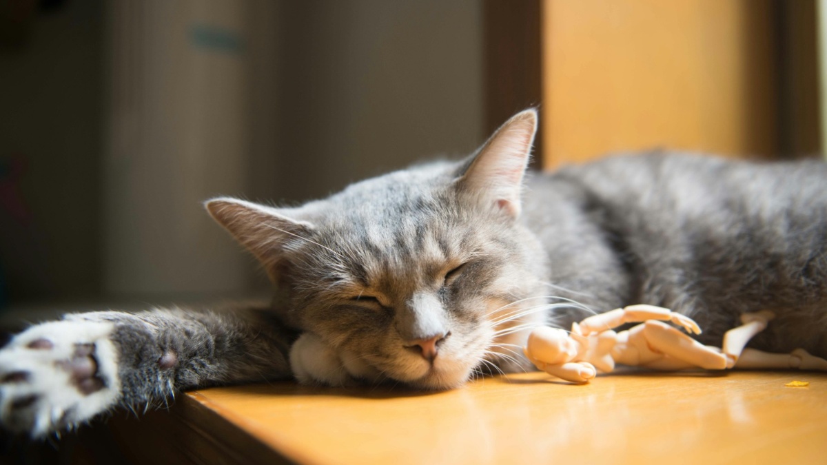 Experts warn about signs your cat could be developing depression