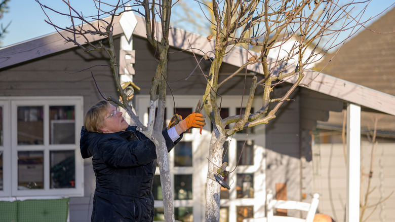 Avoid making these common mistakes when pruning your fruit trees