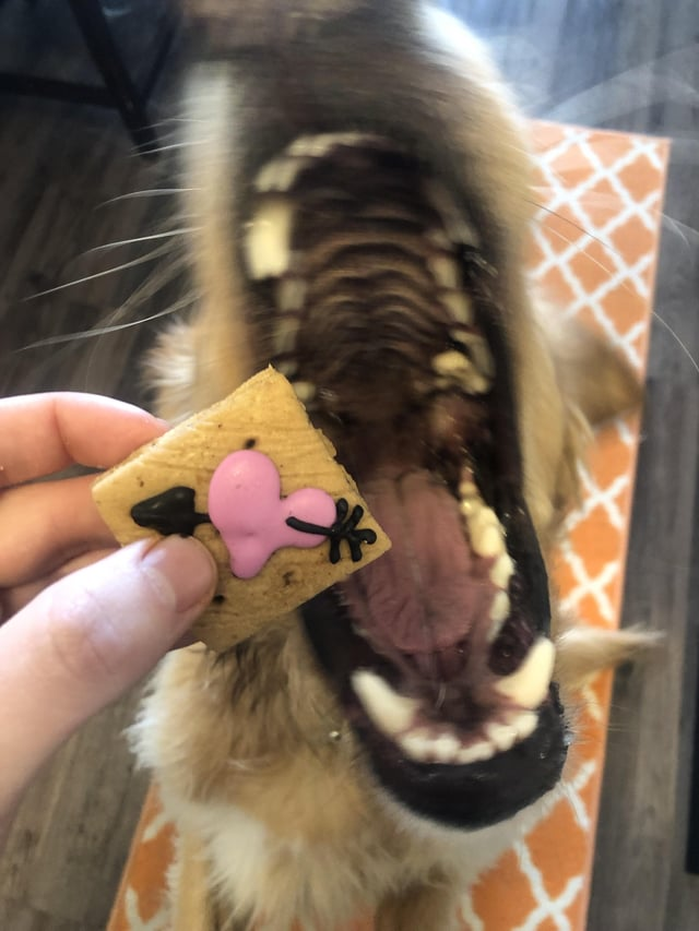 21 hilarious pics of hangry hounds fur hungry hoomans who haven’t had lunch