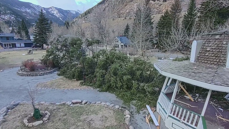 Winds topple historic Colorado tree