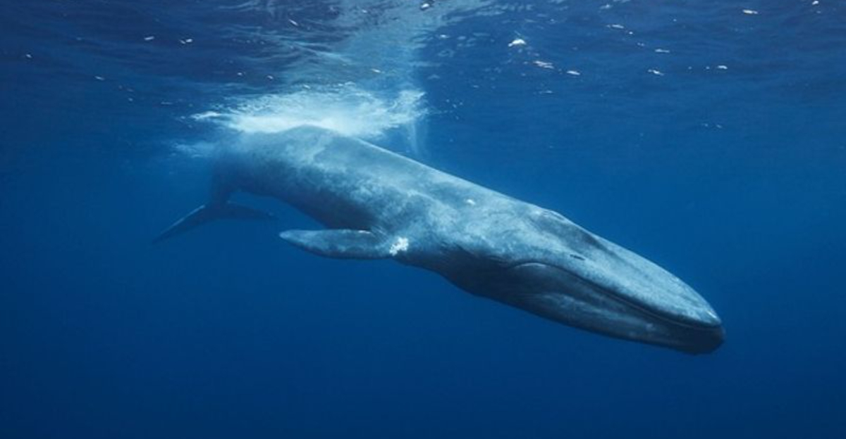 13 best destinations for whale watching around the world