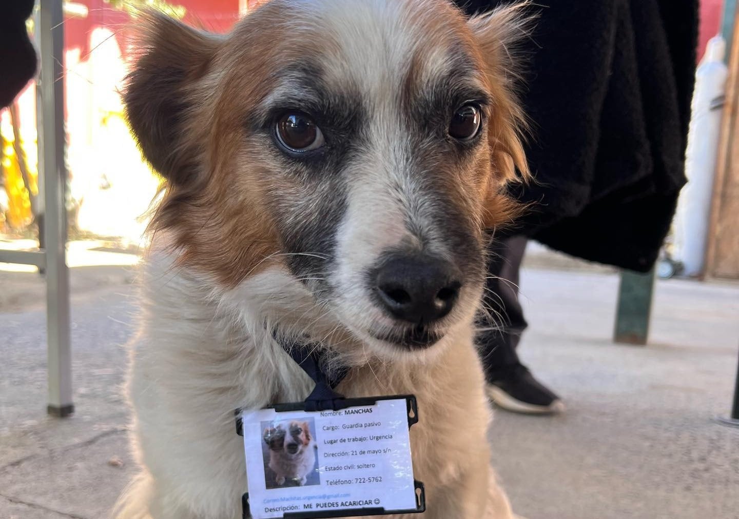 “Manchitas me alegraba los días”: muerte de mascota del Cesfam de La ...