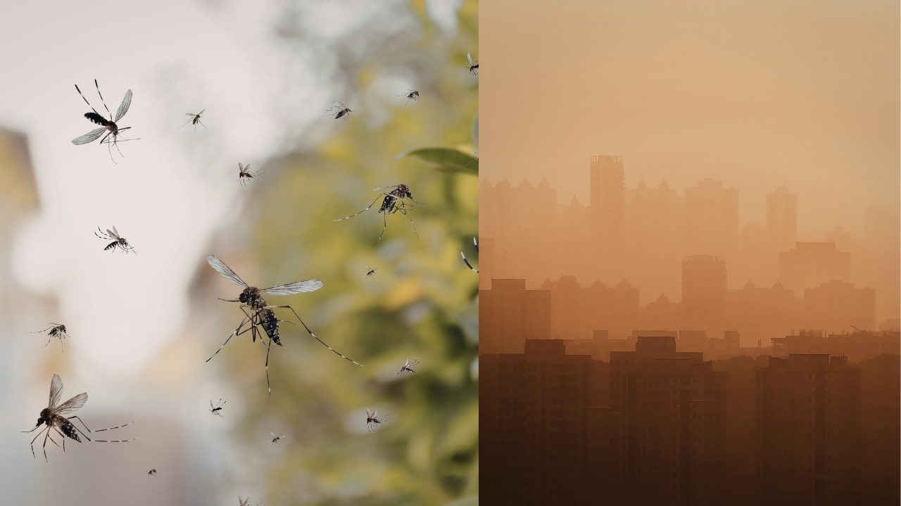 Long-term exposure to air pollution increases fatality rates in dengue ...