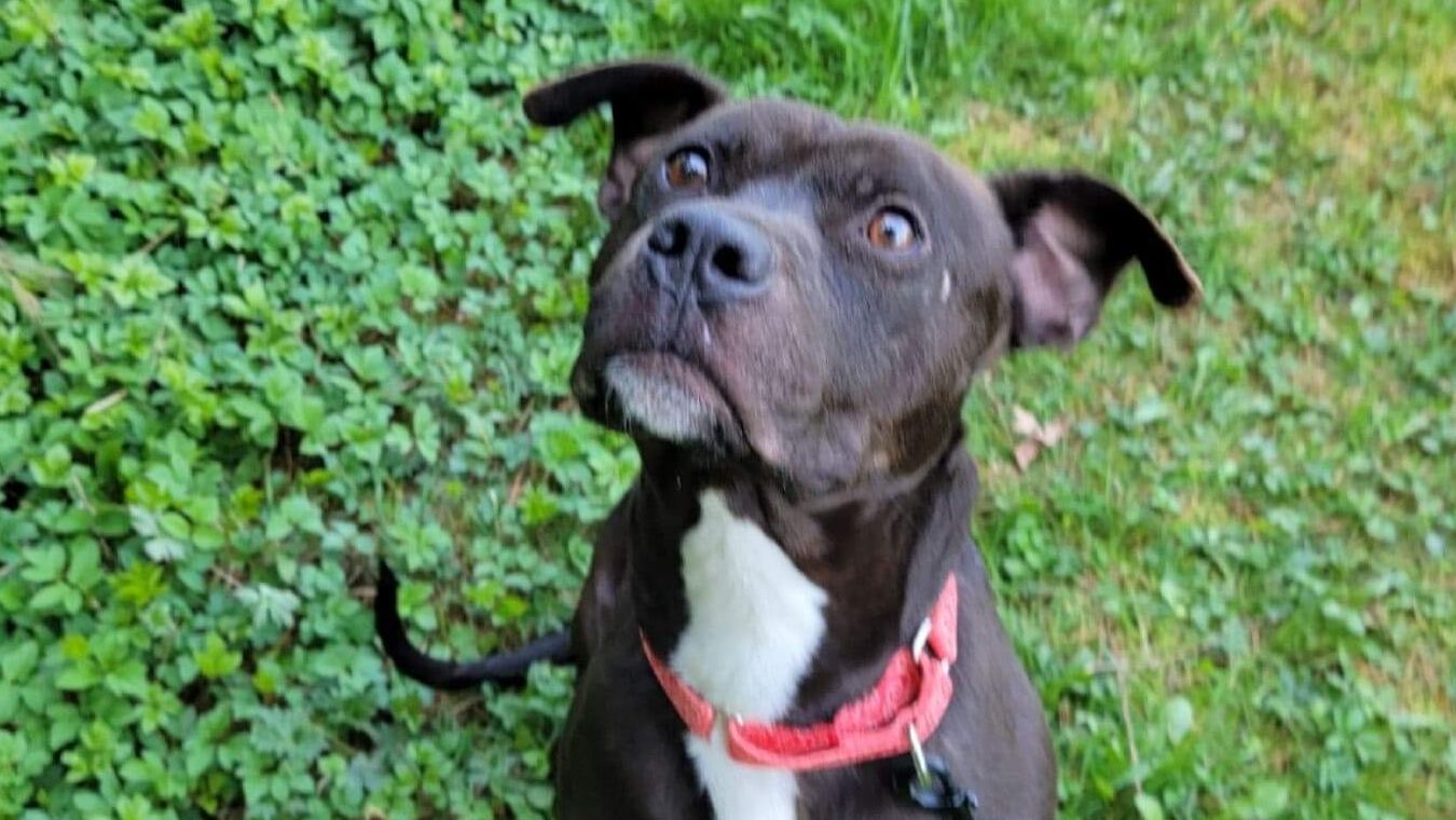 Adopt Murdock: Northeast Ohio dog waits 5 years at shelter