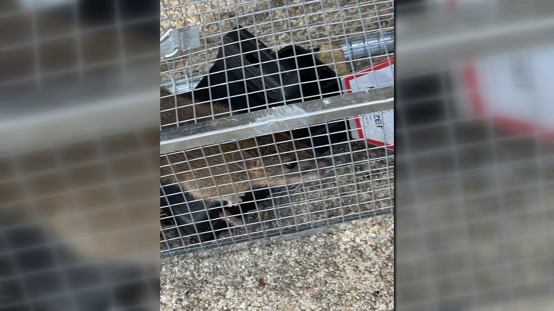 Chesterfield woman says rat infestation forced her from apartment