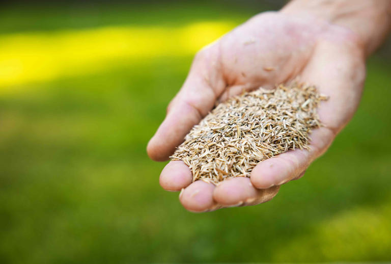 Does grass seed go bad? 7 tips to keep it fresh, according to a pro ...