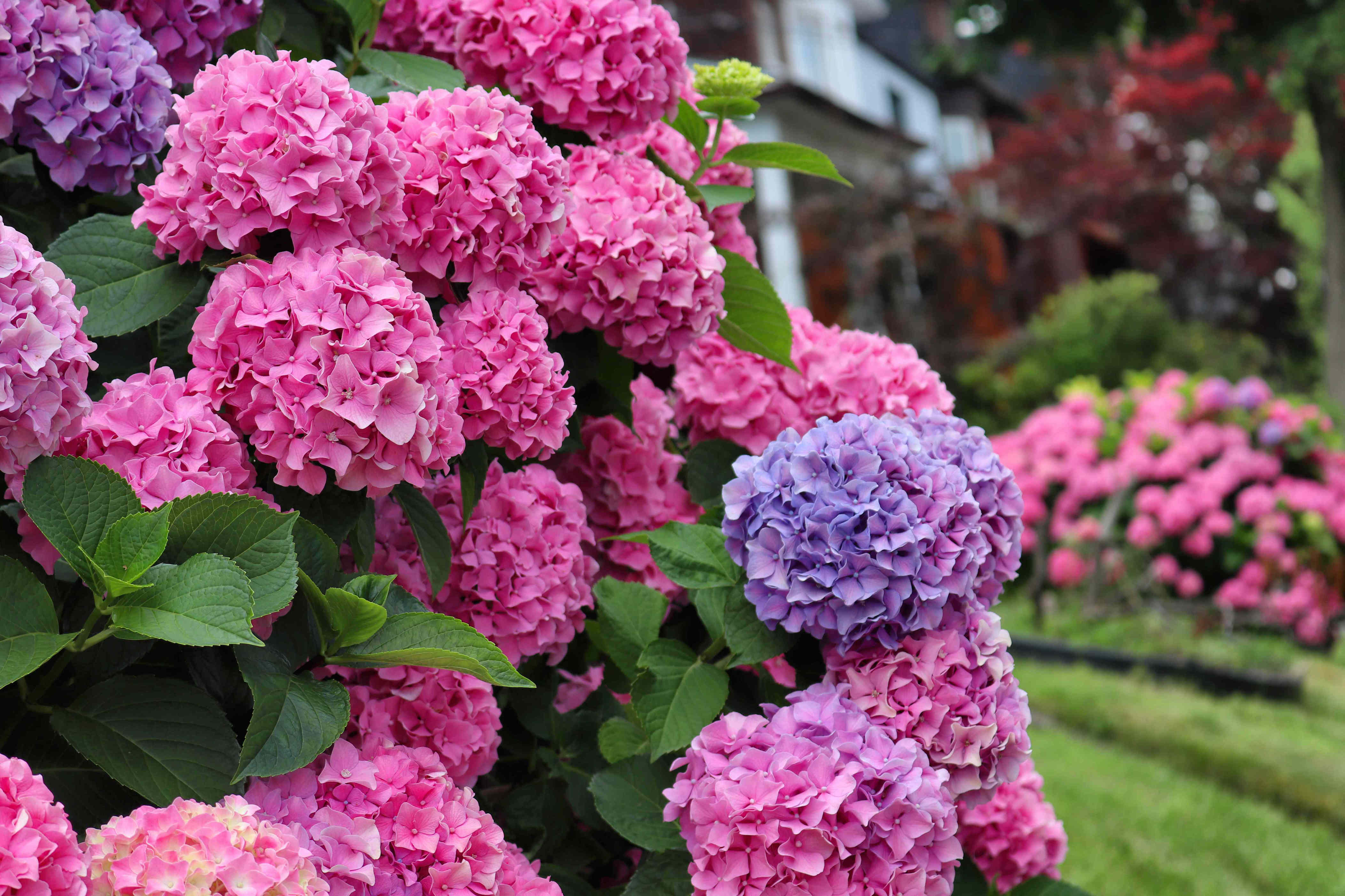 4 places you should never plant shrubs, according to a gardening expert
