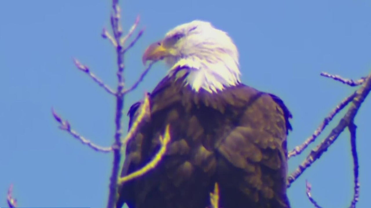Beloved bald eagle pair Nick and Nora hatch new eaglet at White Rock Lake