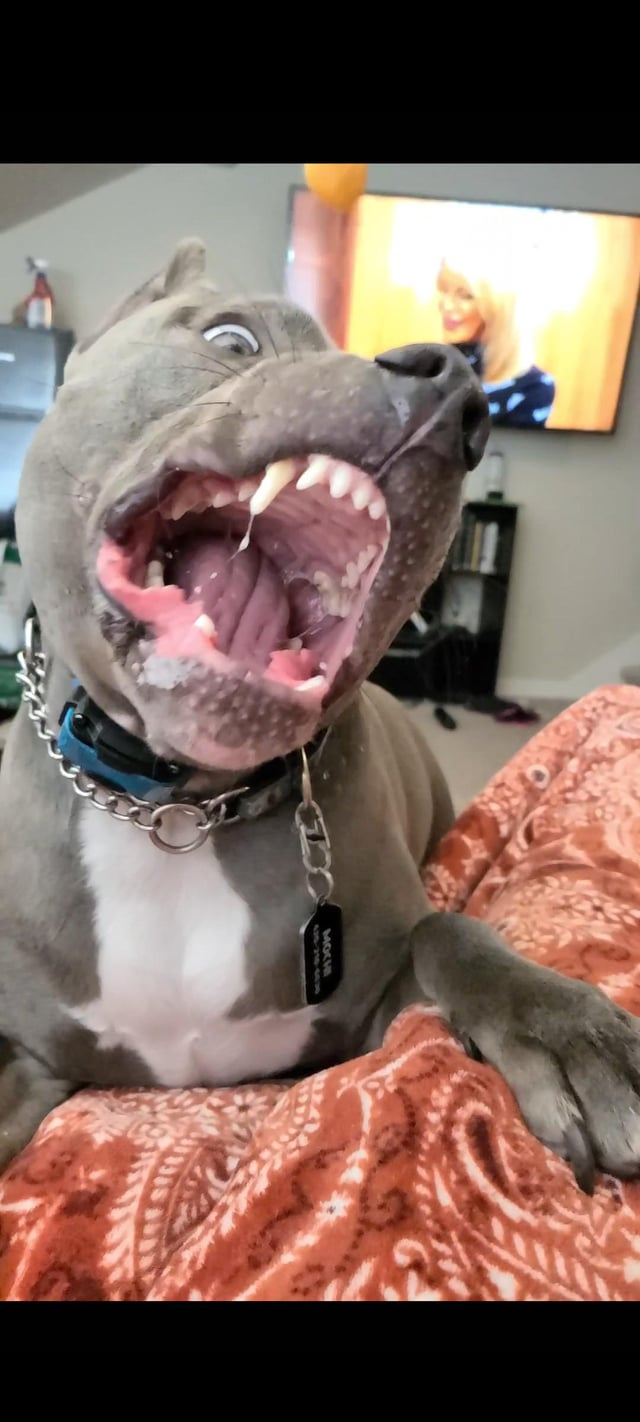 21 hilarious pics of hangry hounds fur hungry hoomans who haven’t had lunch