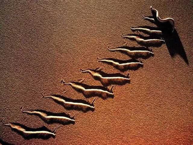 Beware of the sidewinder: The deadly desert snake