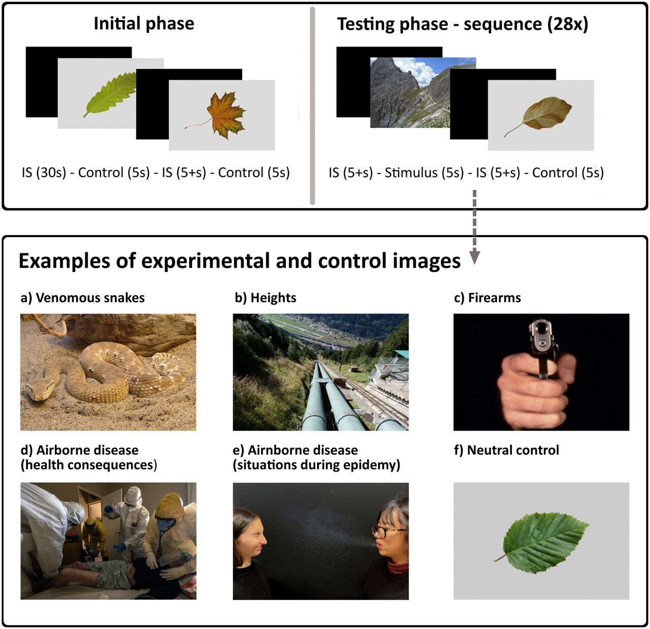 Why heights and snakes still hit harder: Study tracks fear sweat in 119 ...