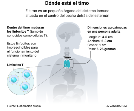 Los médicos descubren que el timo, un órgano minusvalorado, es esencial ...