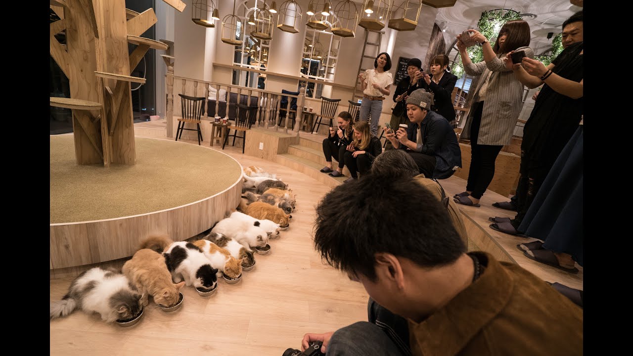 Cat cafe in Japan