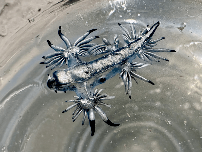 Don’t touch them! ‘Blue dragons’ washing up on Texas beaches