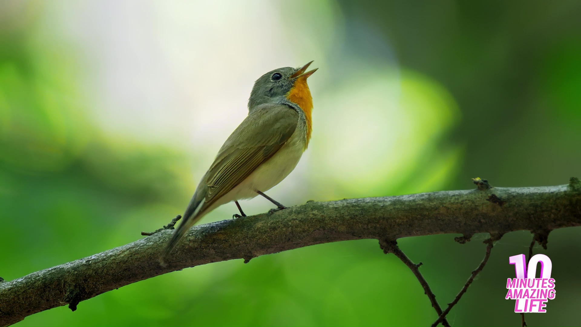 Small bird with surprisingly powerful voice