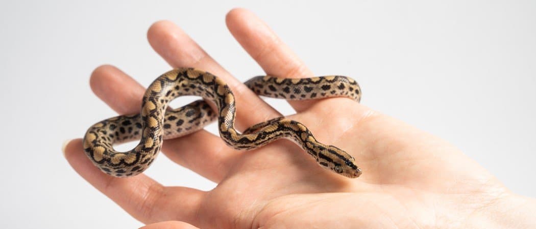 The smallest snakes in the world are almost impossible to spot