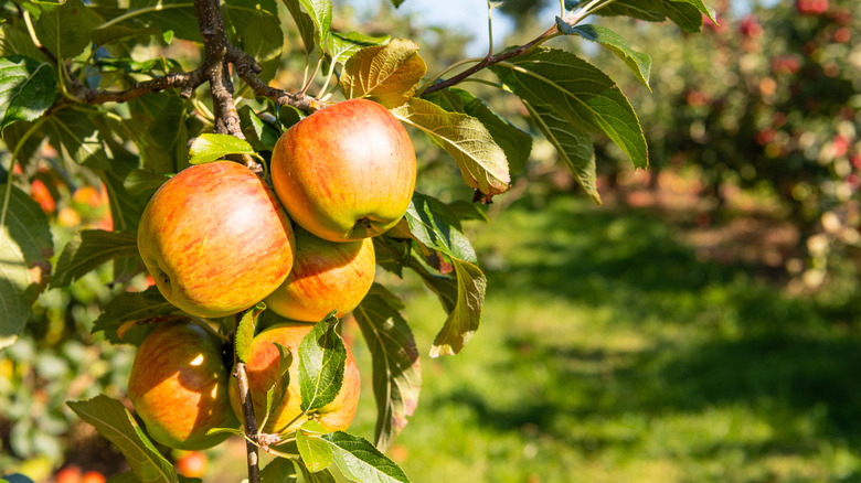 Avoid making these common mistakes when pruning your fruit trees