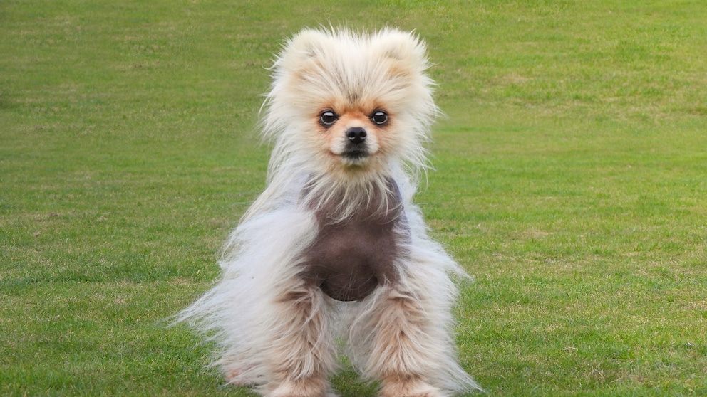 Black skin and hair loss: Understanding alopecia X in dogs