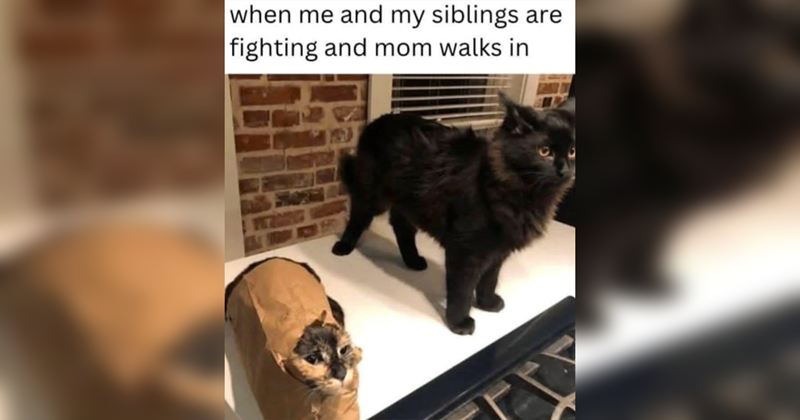 Funniest cat memes for feline fanatics