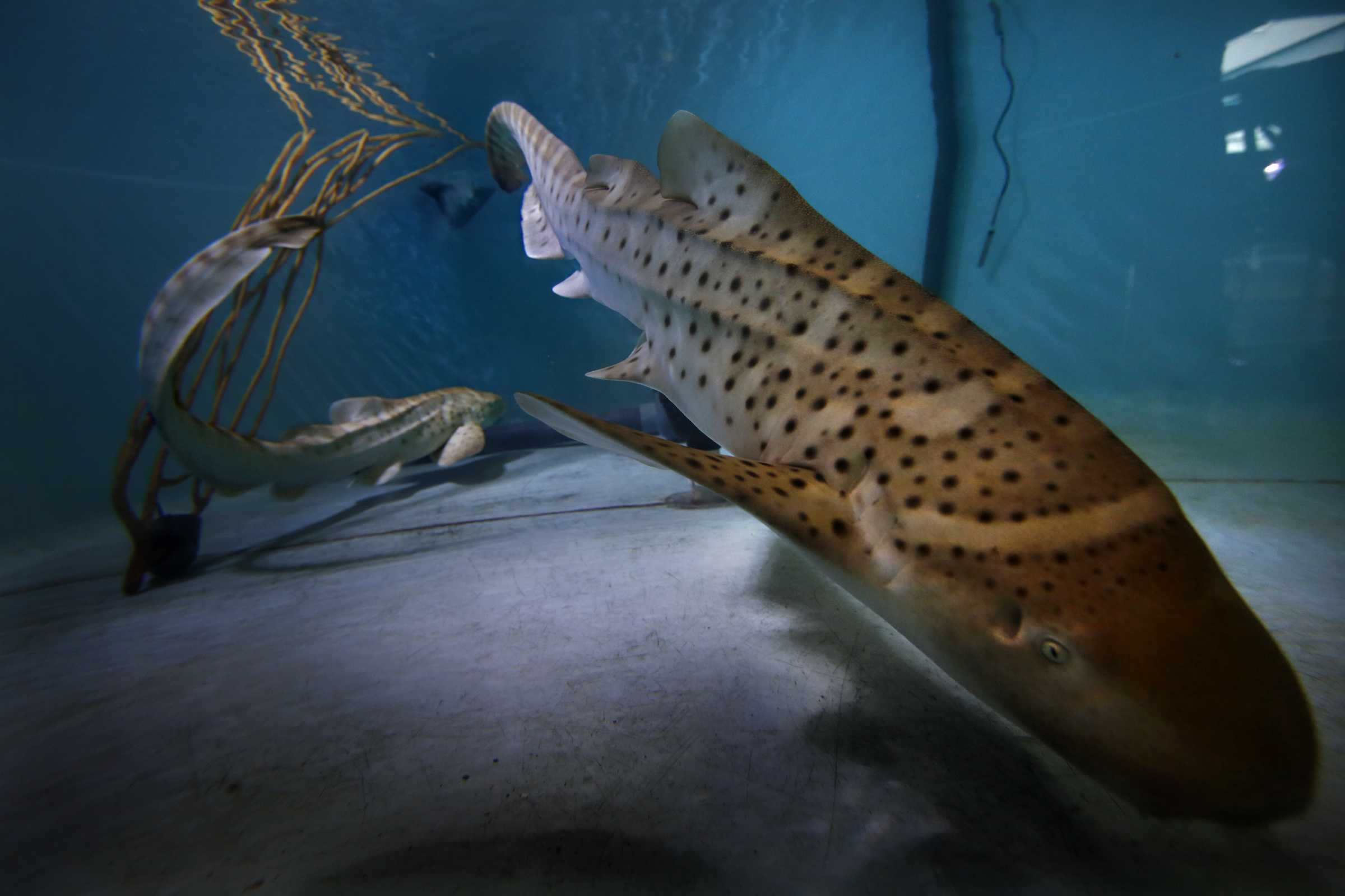 There are sharks in Las Vegas feasting on hundreds of pounds of fish ...