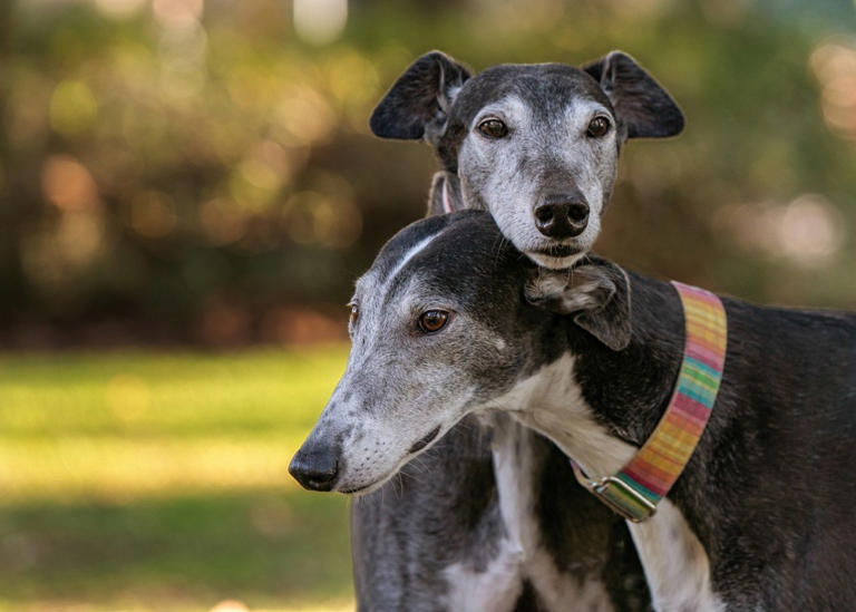 Baby coming from the hospital meeting greyhound siblings will make your day