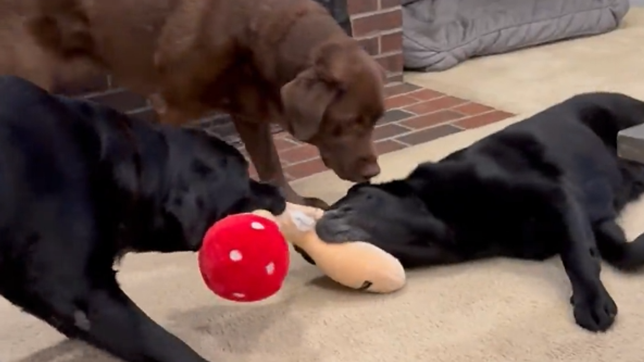 Lazy black lab chooses rest over playtime