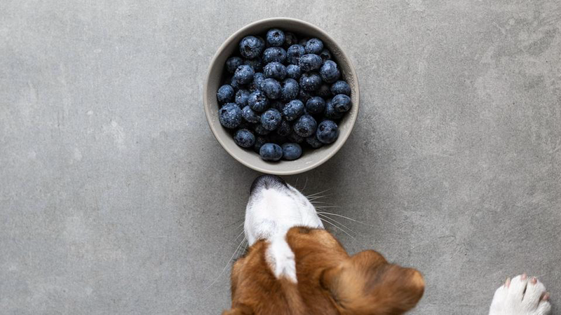Can dogs eat blueberries?