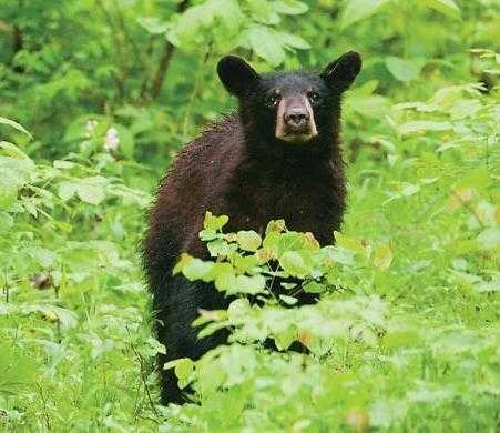 Missouri black bears are waking up from hibernation | What experts want ...