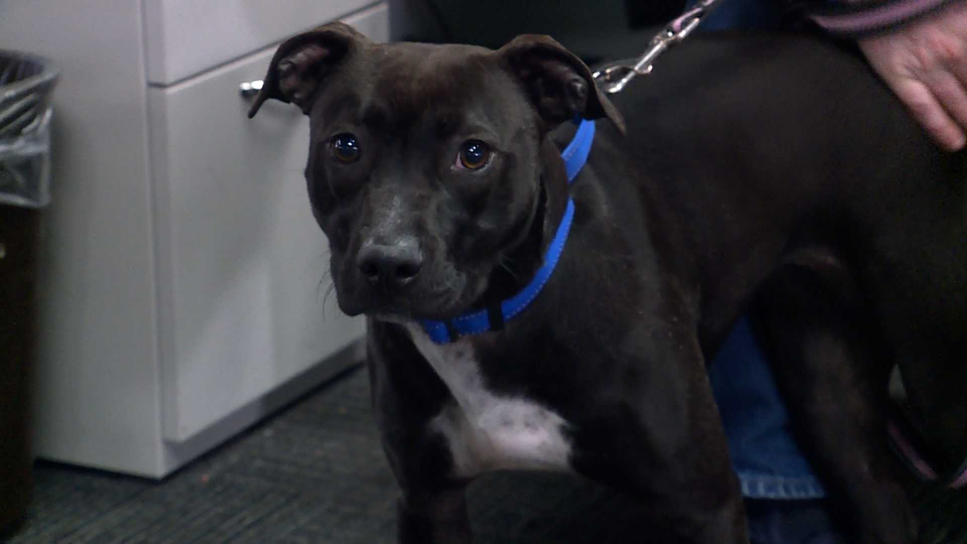 Meet Sweet Pea, our adoptable pet of the week