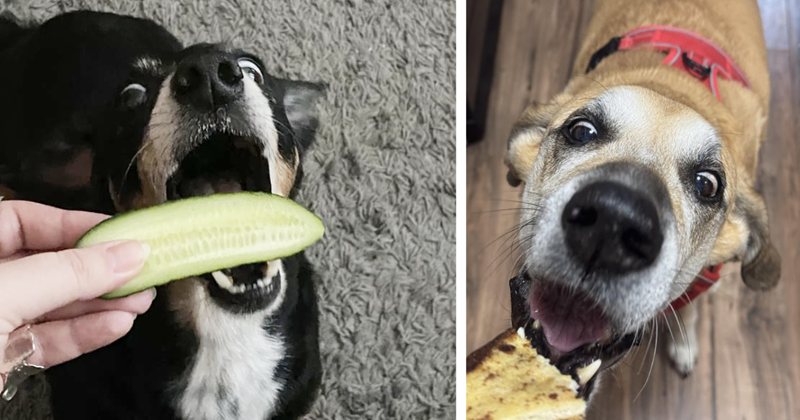 21 hilarious pics of hangry hounds fur hungry hoomans who haven’t had lunch