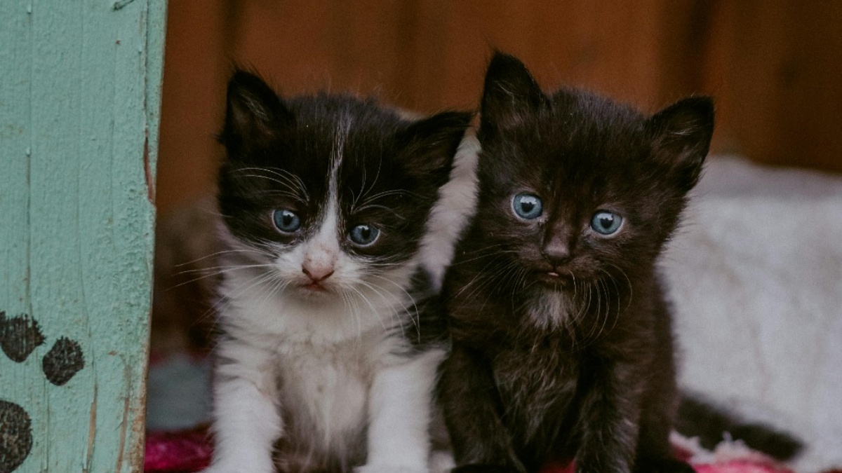 Veterinarians share subtle signs your cat may not be happy