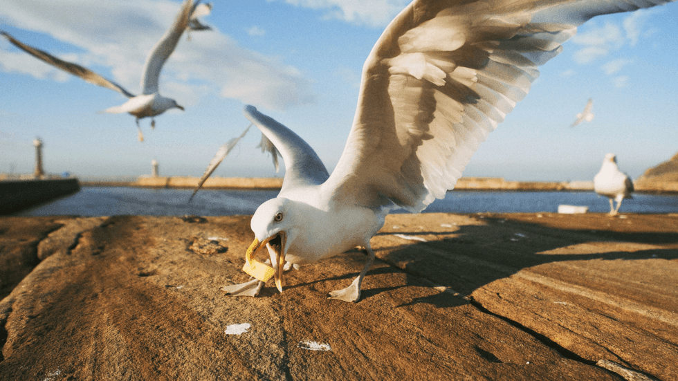 Man jailed for decapitating seagull which tried to steal chip from daughter