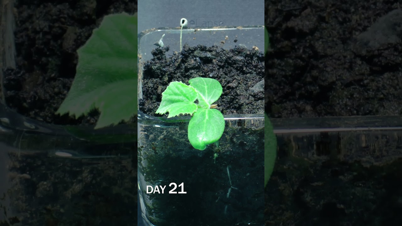Cucumber sprouting under soil time lapse