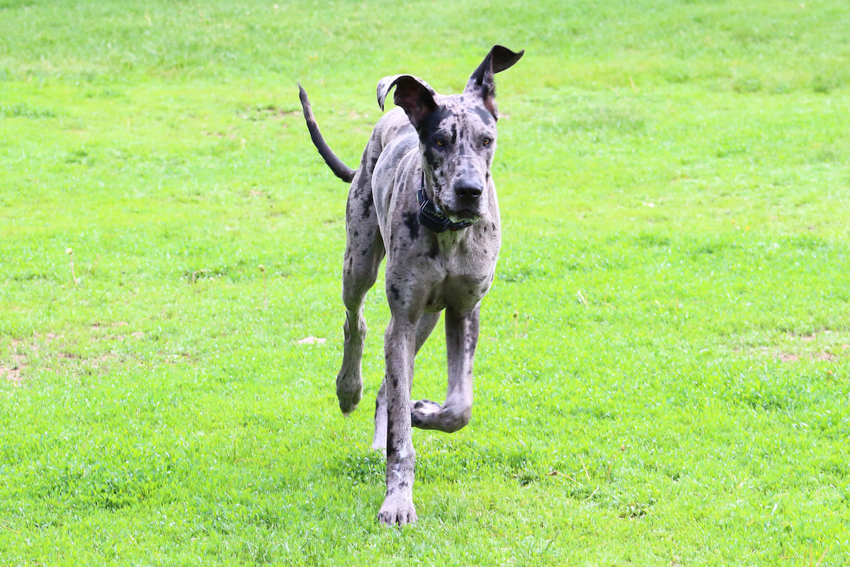 Gentle dog Hopper's heartwarming encounter with a curious gopher at the ...